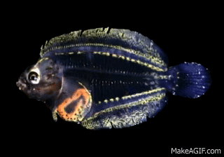 Flatfish Metamorphosis on Make a GIF