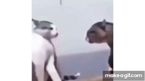 Top 5 Reason You Should Acquire Cat (Reupload) on Make a GIF