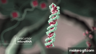 Gene Silencing by Micro RNA - Medical Animation on Make a GIF