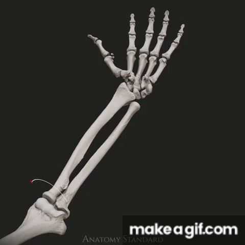 The supination and pronation movement of the forearm on Make a GIF