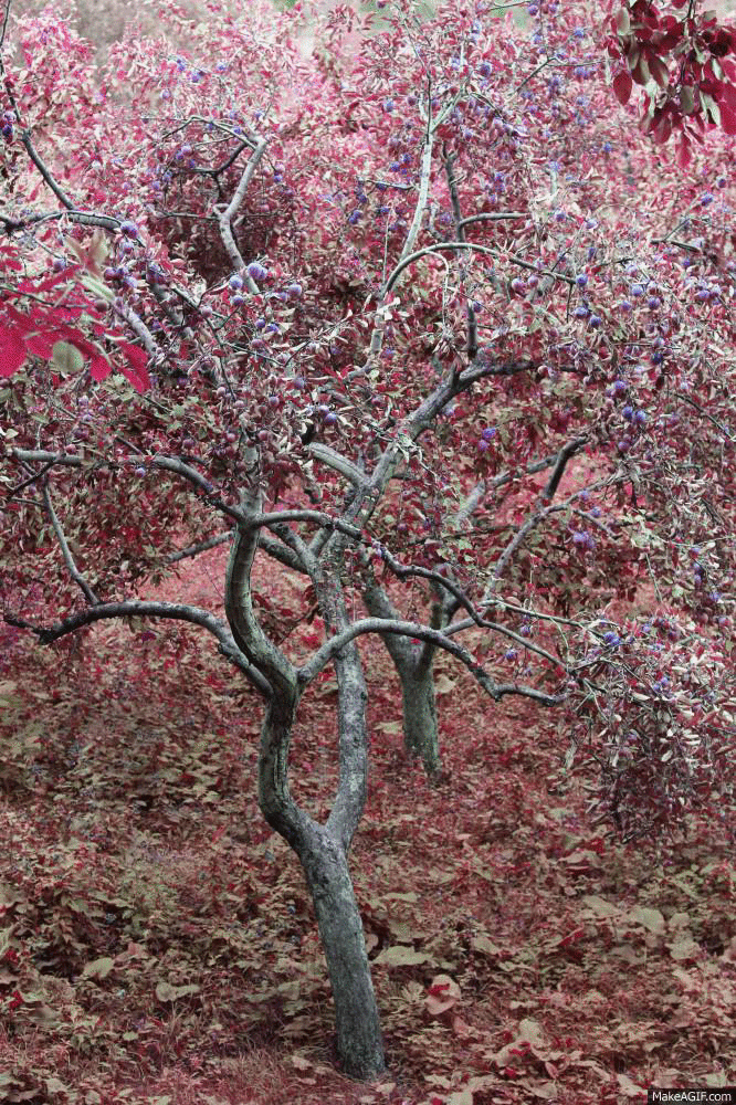 tree on Make a GIF