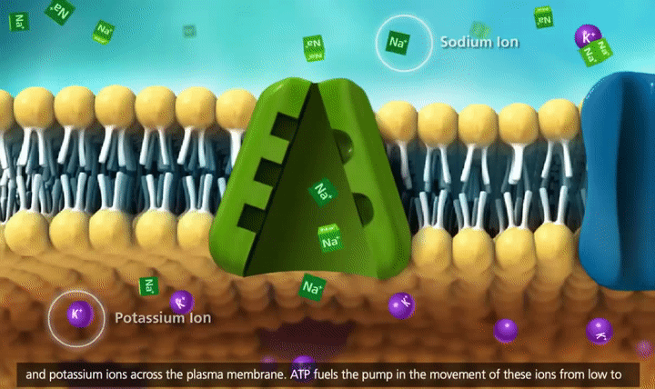 Membrane Transport in Cells Symport, Antiport, Cotransport [Animation ...
