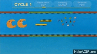 PCR (Polymerase Chain Reaction) on Make a GIF