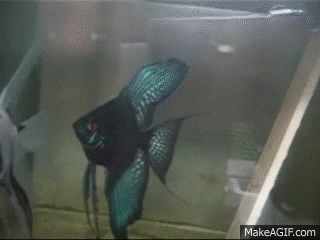 Blue Iridescence due to a single locus gene mutation on Make a GIF