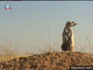 Vida Selvagem - Os Suricatas do Namibe on Make a GIF