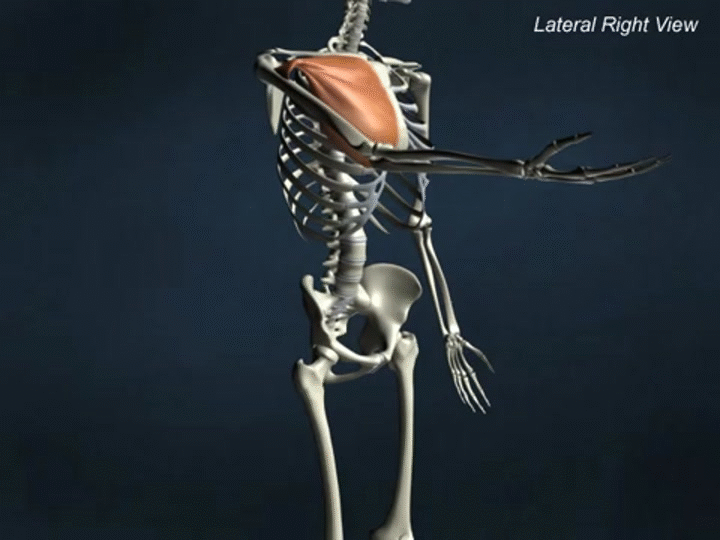 pectoralis major on Make a GIF