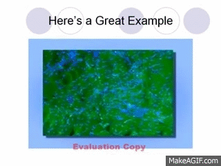 Therapeutic Cloning and Recombinant DNA Technology on Make a GIF