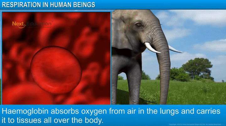 CBSE X Life Processes - Respiration in Human Beings on Make a GIF