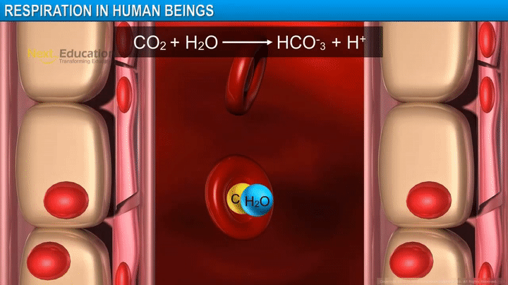 CBSE X Life Processes - Respiration in Human Beings on Make a GIF