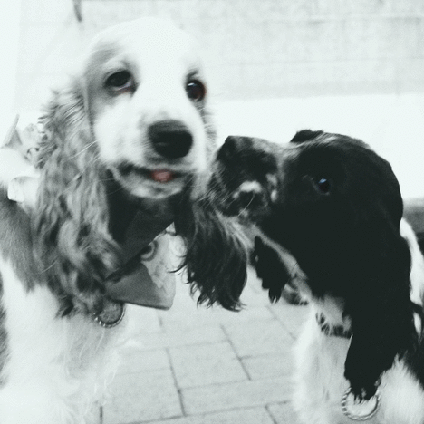 I Wuff You on Make a GIF