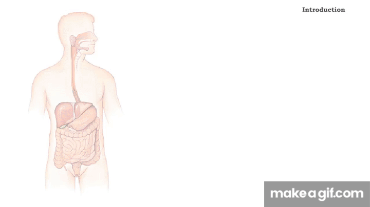 Protein digestion - stomach & small intestine - pepsin - pat1 on Make a GIF