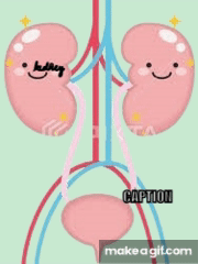 Urinary system on Make a GIF