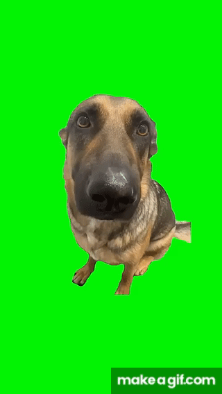 Whining Dog Meme | Green Screen on Make a GIF