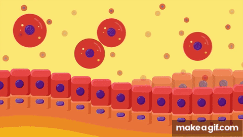 What is Necrosis Vs What is Apoptosis? on Make a GIF