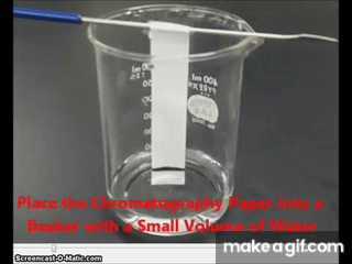Paper Chromatography - Chemistry Experiment with Mr Pauller on Make a GIF