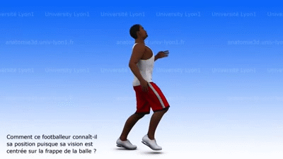 Proprioception musculo-tendineuse et articulaire on Make a GIF