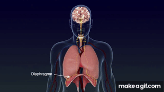 Lungpacer Diaphragm Pacing Therapy System Animation in French on Make a GIF