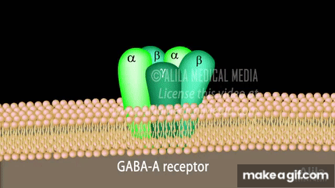 Neuroscience Basics: GABA Receptors and GABA Drugs, Animation on Make a GIF