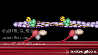 Muscle Contraction - Cross Bridge Cycle, Animation. on Make a GIF