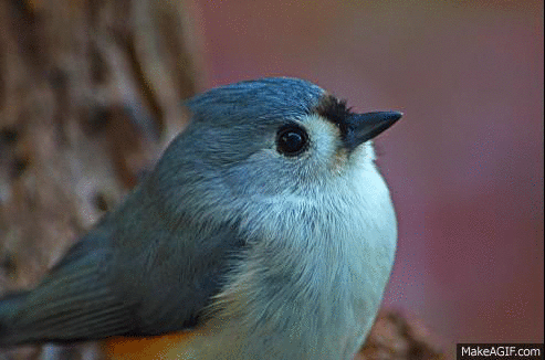 befuddled titmouse 2 on Make a GIF