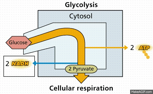 Glycolysis on Make a GIF