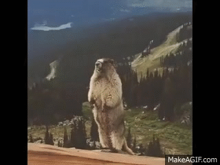 Marmotta che urla, Screaming marmot. Funny Animals. LOL !!! on Make a GIF