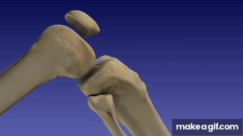 Physical Exam of the Knee on Make a GIF