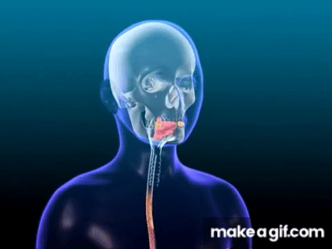 Animation showing Swallowing and Digestion of Food on Make a GIF