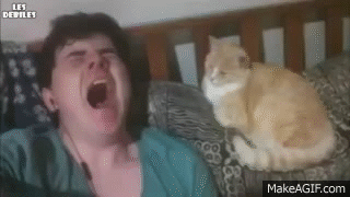 Forvirret Kattunge Gif Hei Naboer! Noen Som Kjenner Pusen? Den Er