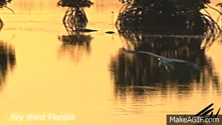 birds flying at 240fps slow motion - grace and beauty on Make a GIF