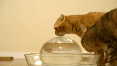 Water is a cunning foe | Funny Cat GIFs on Make a GIF