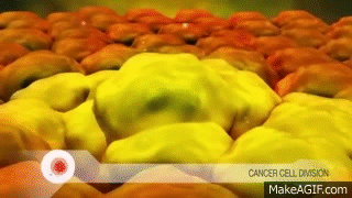 Cancer: Unregulated Cell Division on Make a GIF
