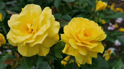The rose garden of Kayoichou Park, Japan - 4K garden rose extravaganza ...