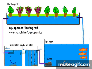 Aquaponics Floating Raft system on Make a GIF