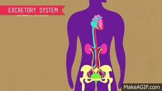 The Excretory System: From Your Heart to the Toilet - CrashCourse ...