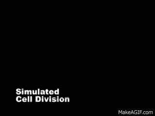 Cell Division on Make a GIF