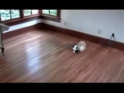 Cat + tape = Experiment on Make a GIF