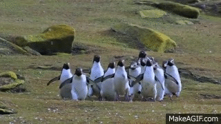 Penguin Fail - Best Bloopers from Penguins Spy in the Huddle (Waddle ...