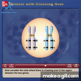 Meiosis with Crossing Over on Make a GIF