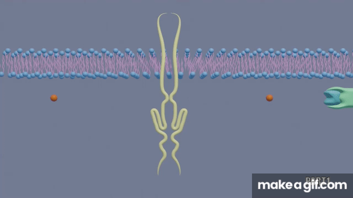 Receptor Tyrosine Kinase RAS signaling pathway 3D animation on Make a GIF
