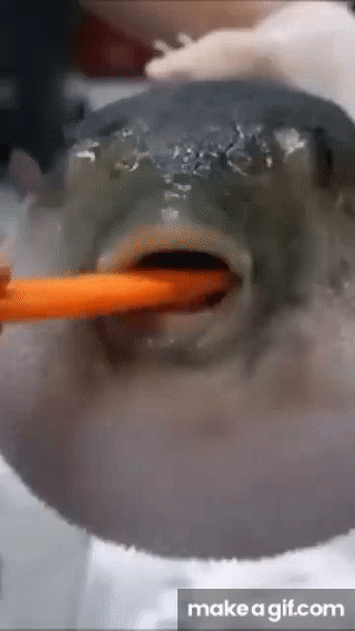 Funny Puffer fish eating carrot on Make a GIF