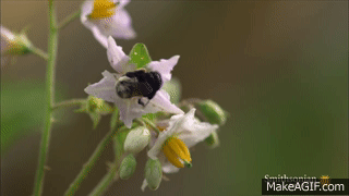 Slo-Mo Footage of a Bumble Bee Dislodging Pollen on Make a GIF