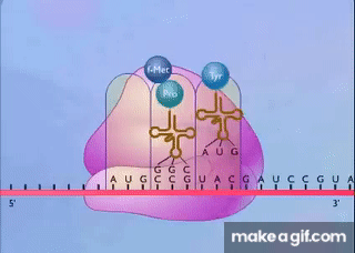 Protein Synthesis Animation Video on Make a GIF