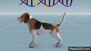Chinese researchers use gene-editing technology to engineer muscular ...