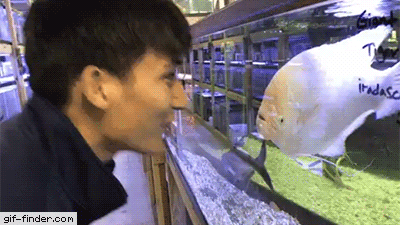 Wiggle fish on Make a GIF