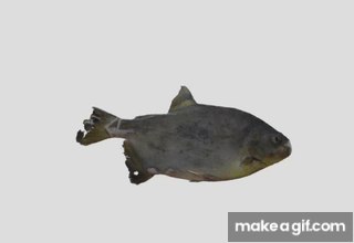 Pacu on Make a GIF