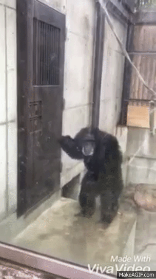 Chimp on Make a GIF