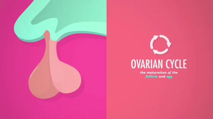 Reproductive System, part 1 - Female Reproductive System: Crash Course ...