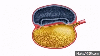 General Embryology - Detailed Animation On Embryonic Folding on Make a GIF