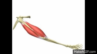 Muscles of Arm on Make a GIF
